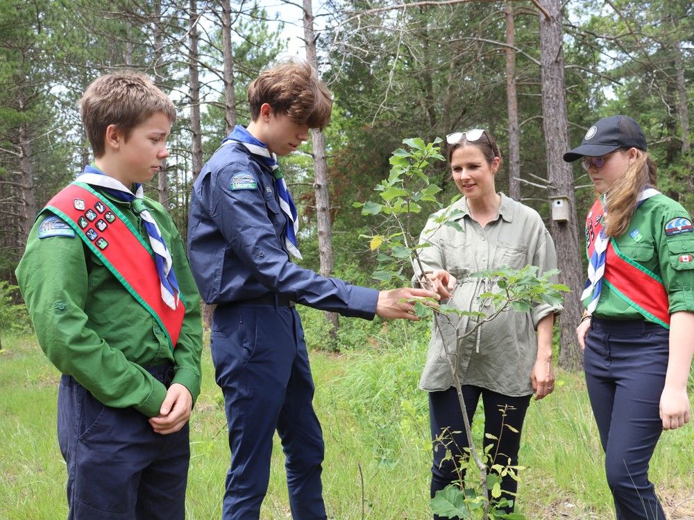 Provincial funding to help restore Scout camp oak savanna | The Sarnia ...