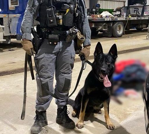 Police dog ingests fentanyl during bust, but is expected to recover ...