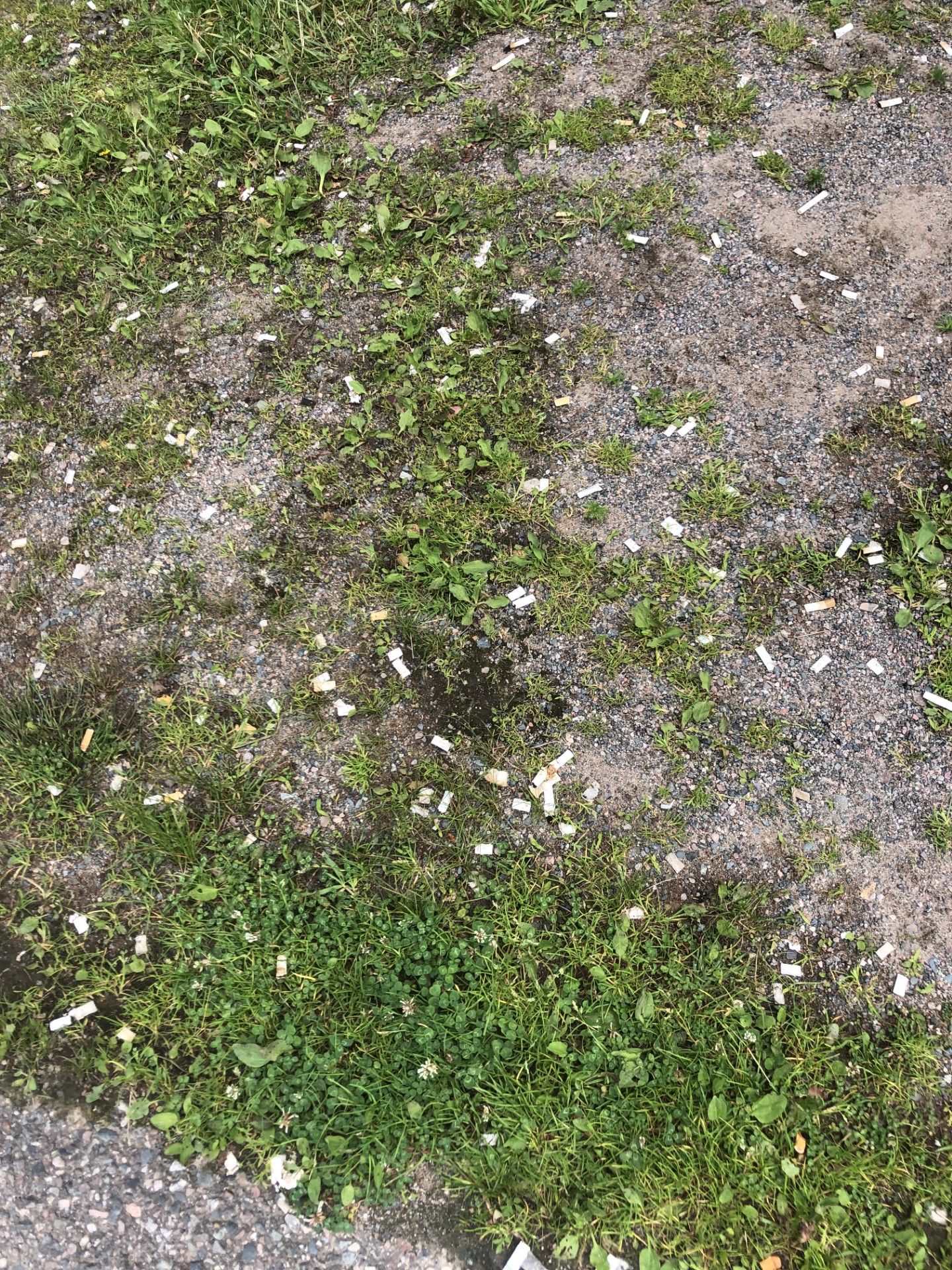 Smokers on Sault Area Hosptial property burn Hub Trail walker | Sault Star