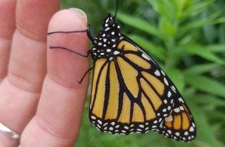 Get up close and personal with Monarch Butterflies: SSJI | Belleville ...