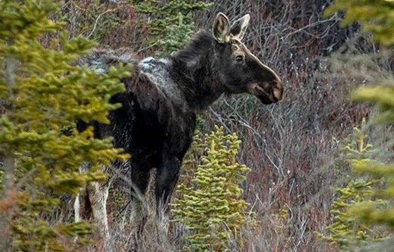 Napanee hunter fined for possessing illegally killed moose | Committee ...