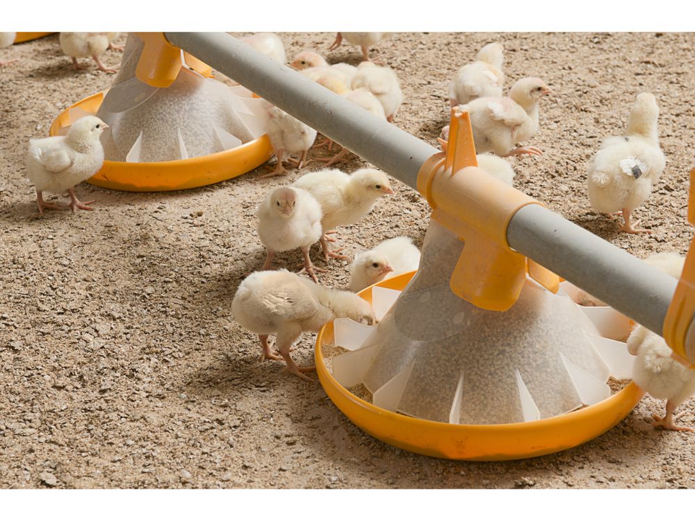 Helping new farmers enter the vibrant Ontario chicken business ...