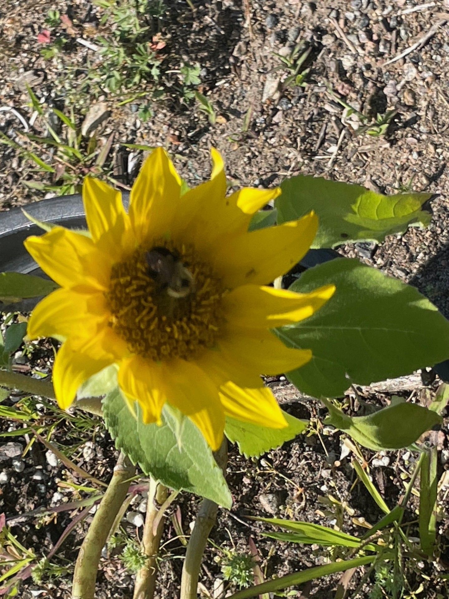 North Bay hosts Communities in Blooms judges with much at stake | North ...