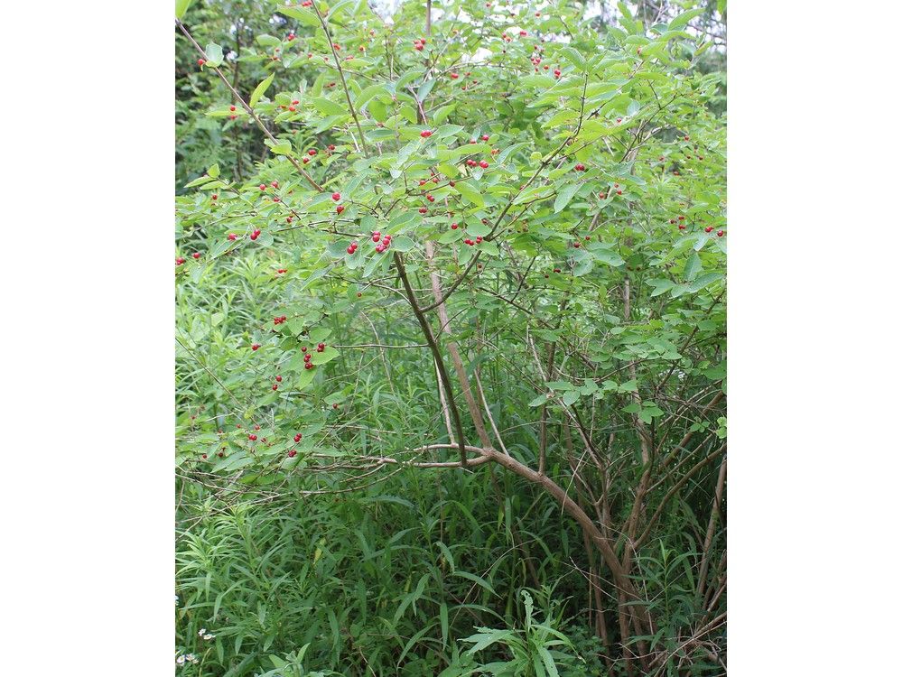 Trail Talk: Invasive species remain a 'growing' problem | Exeter ... Trail Talk: Invasive species remain a 'growing' problem | Exeter ...