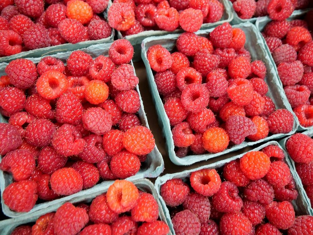 Raspberry season begins at Potters Road Berries | The Stratford Beacon ...