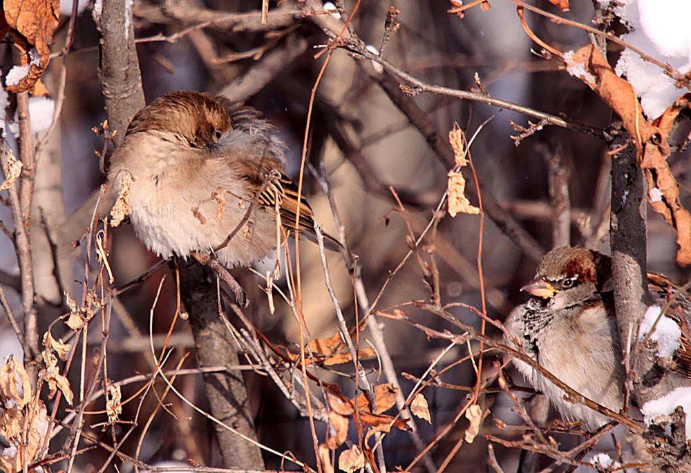 Gilberts: Concerns of 80 years ago have resonance today | Chatham Daily ...