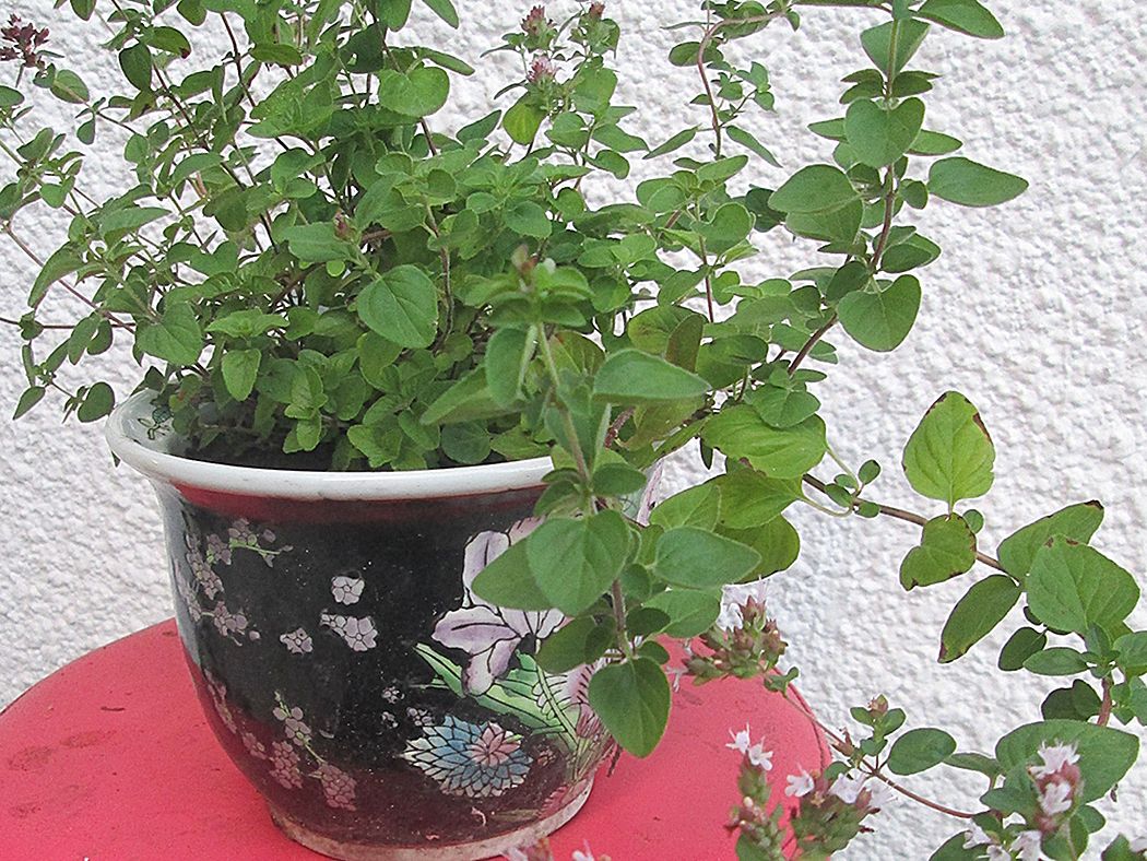 Sprinkle some oregano on it | The Graphic Leader