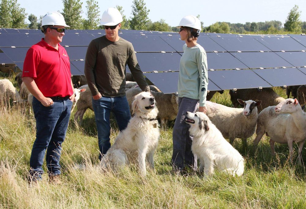 Sheep used for groundskeeping at Sarnia solar farm | The Sarnia Observer
