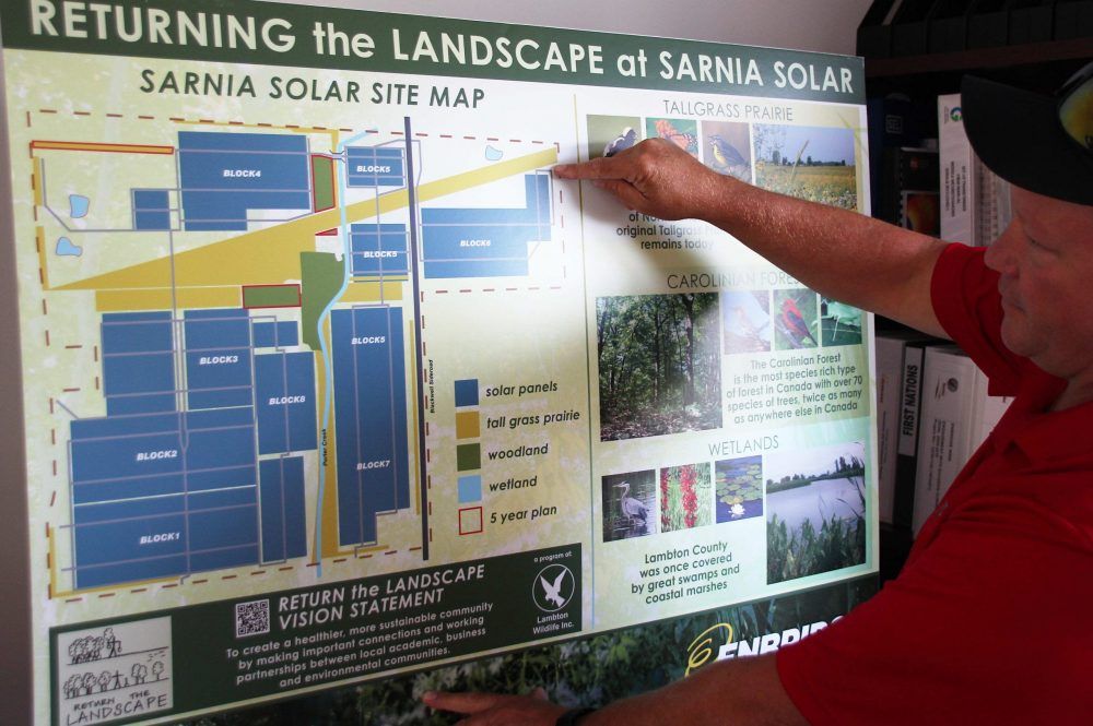 Sheep used for groundskeeping at Sarnia solar farm | The Sarnia Observer