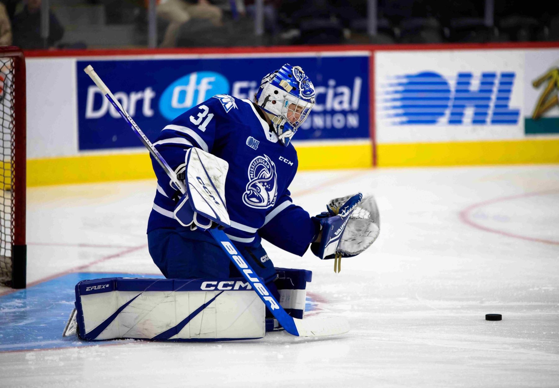 Bulldogs acquire goaltender from Steelheads | Brantford Expositor