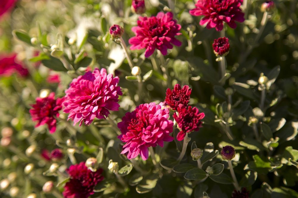 Growing Concerns: Fall mums starting to bloom | The Daily Press