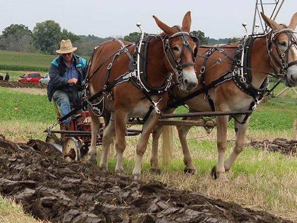 Hastings County Plowing Match still a huge event | Cornwall Standard ...