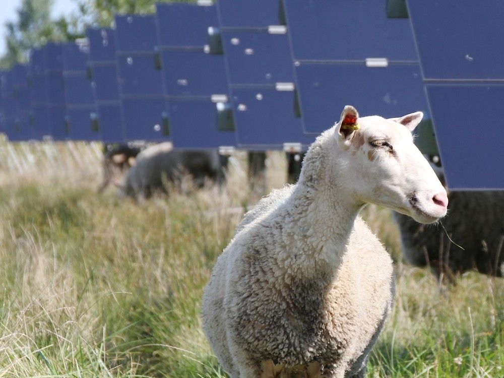 Sheep used for groundskeeping at Sarnia solar farm | The Sarnia Observer