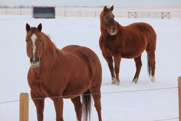 The five senses: Choosing the best hay for your horse | Sherwood Park News