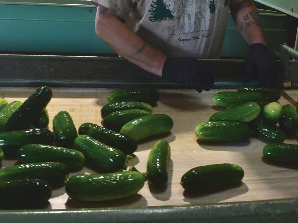 Cucumber harvest looks promising with an early start | Ontario Farmer