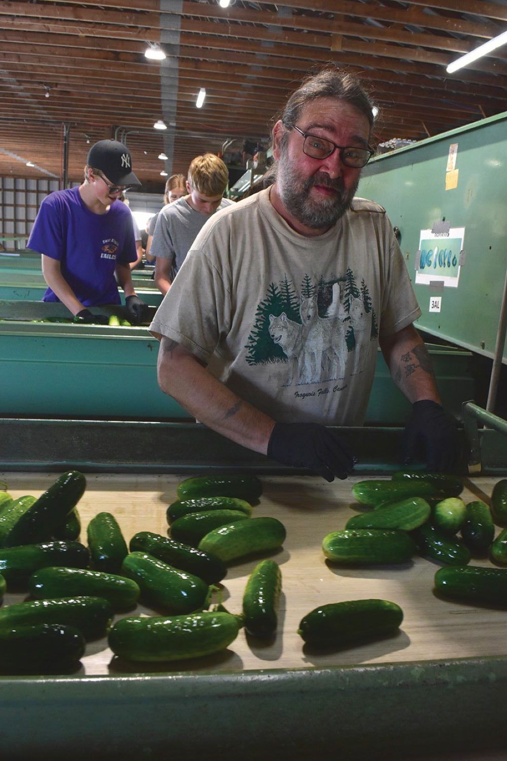 Cucumber harvest looks promising with an early start | Ontario Farmer