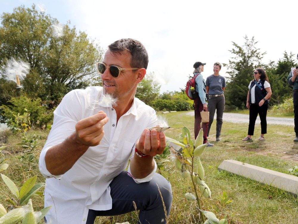 Feds fund PEC monarch butterfly project and more | Kingston/Frontenac ...