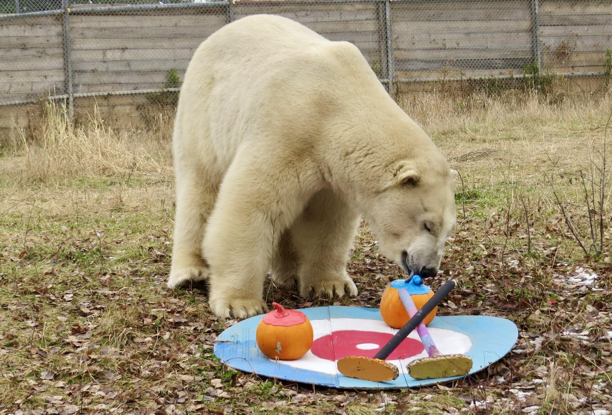 Cochrane Curling Club to host “Paint and Sip Party” | Sault This Week