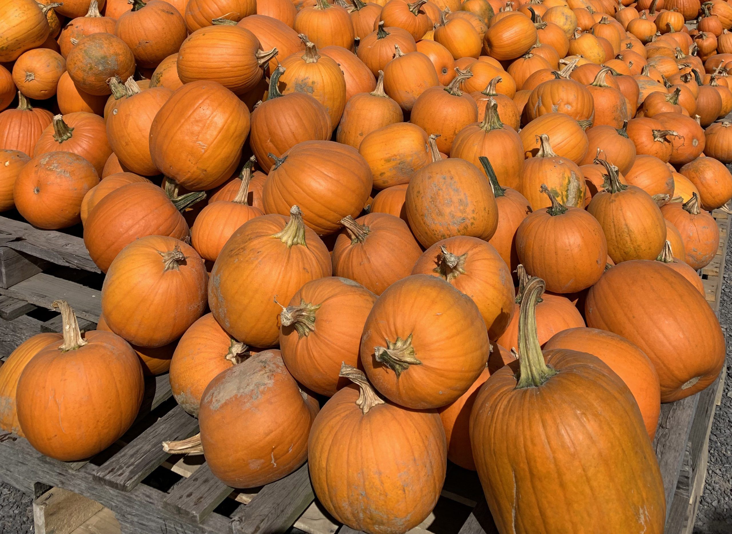 ROBINET: The great pumpkin experiment | Chatham This Week