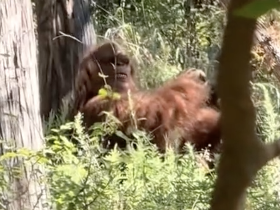 'SCARIEST MOMENT OF MY LIFE': Man claims to capture video of Bigfoot ...
