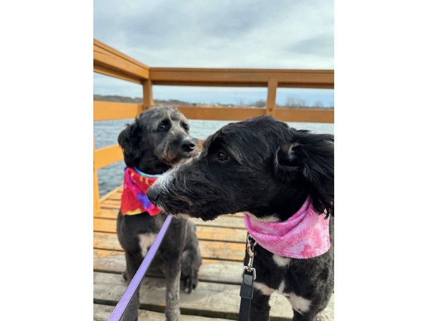 Community editorial board: Counting things I'm grateful for | Cornwall ...