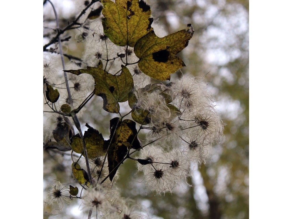 Trail Talk: Invasive species can outcompete native species | The ...