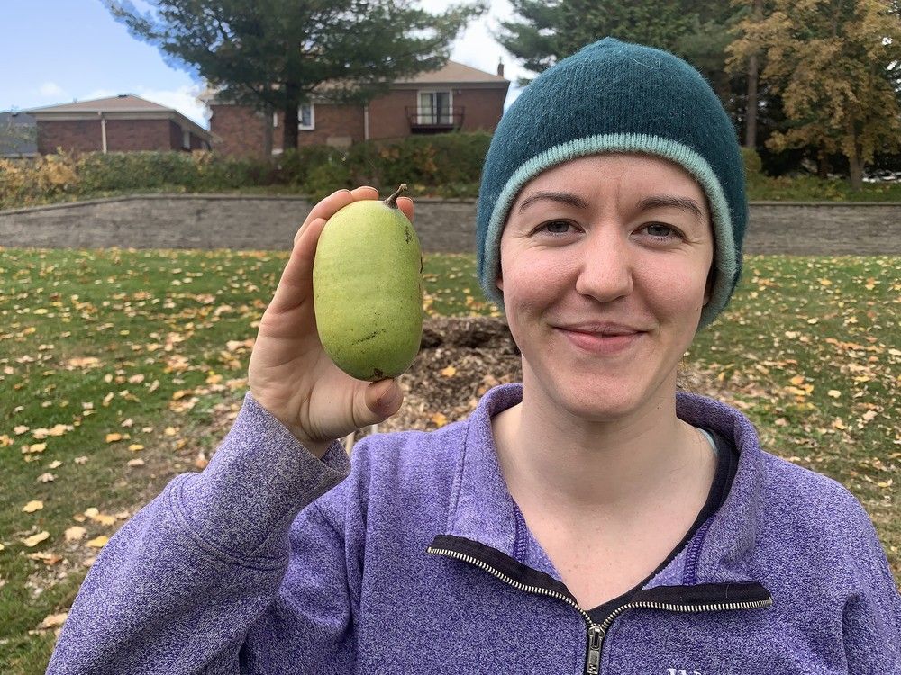 Bringing back the Pawpaw one tree at a time | The Stratford Beacon Herald