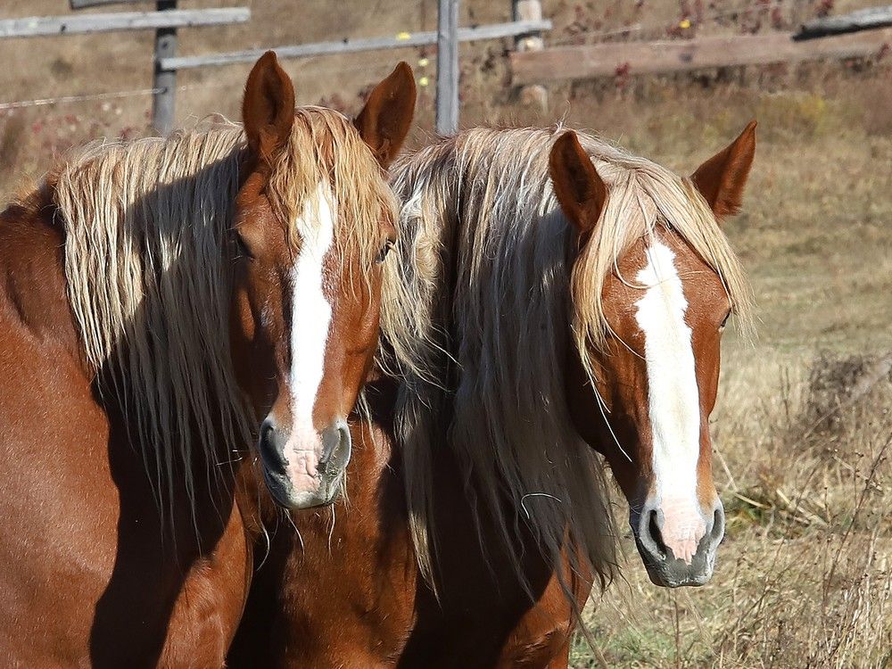 Things to do in Sudbury, Oct. 24 to Oct. 26 | Sault Star