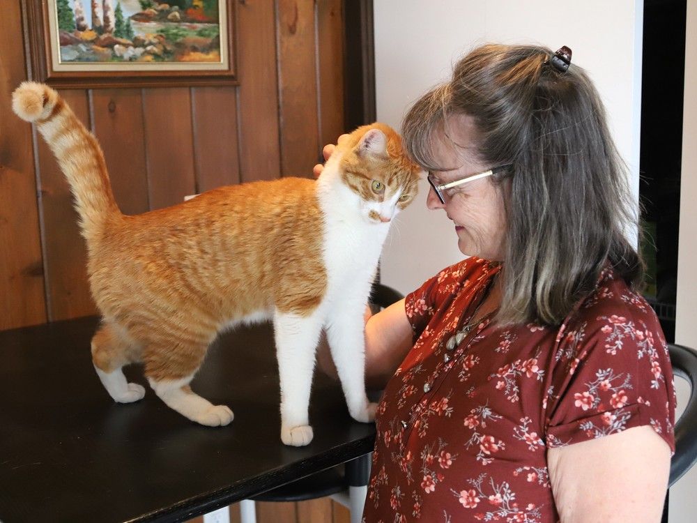 ‘Special’ cat flying home after Northern Ontario adventure | Sudbury Star