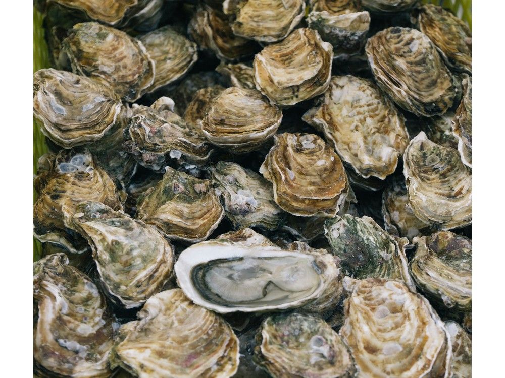 Oyster-killing parasite could be in N.B., province says | Telegraph-Journal