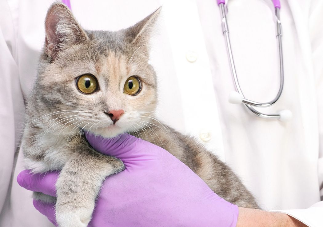 St. Claude Vet Clinic Steps Up to Help Pets Amid Portage Vet Closure ...