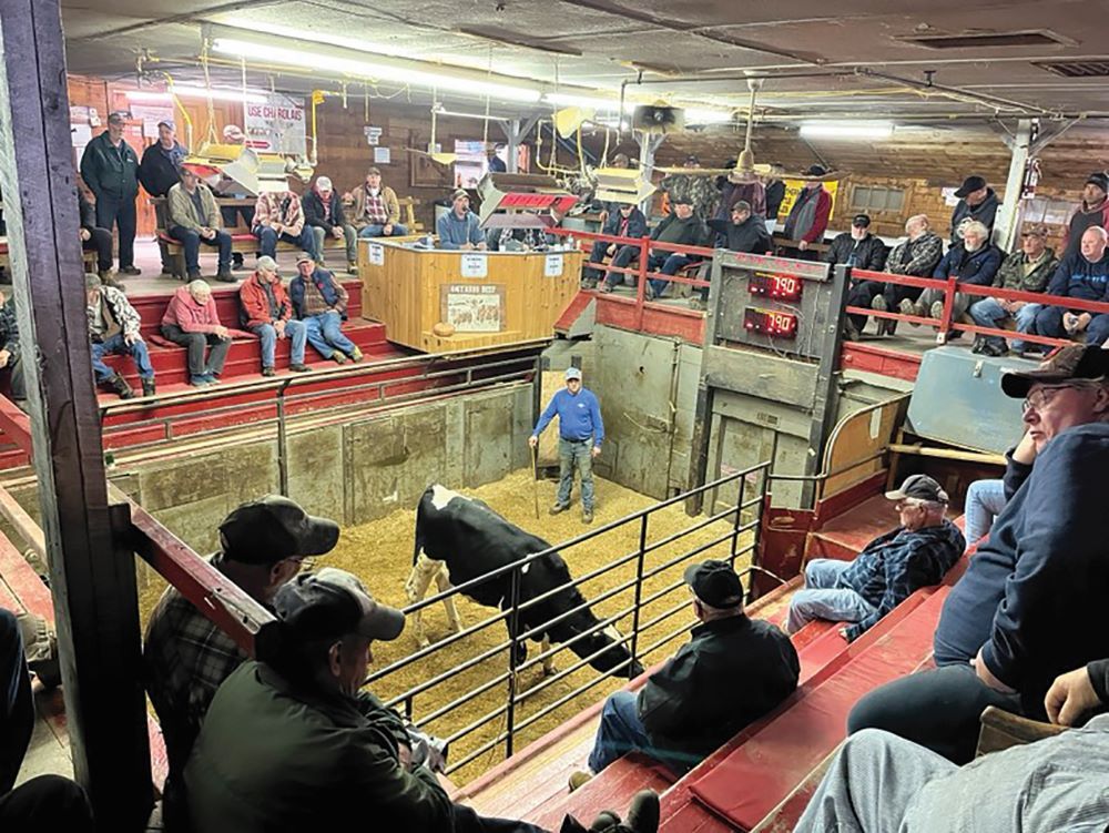 A calf season influenced by hunting, kijiji, and faraway | Ontario Farmer