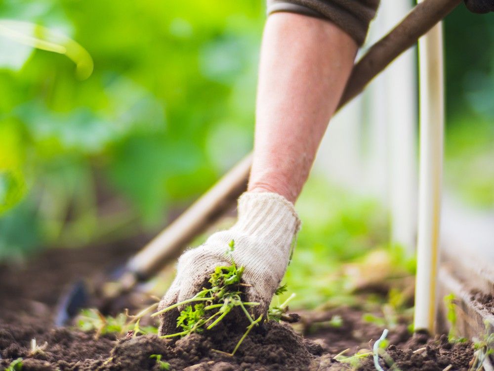 Farmgate: Setbacks to my 2024 gardening season didn't cancel it ...