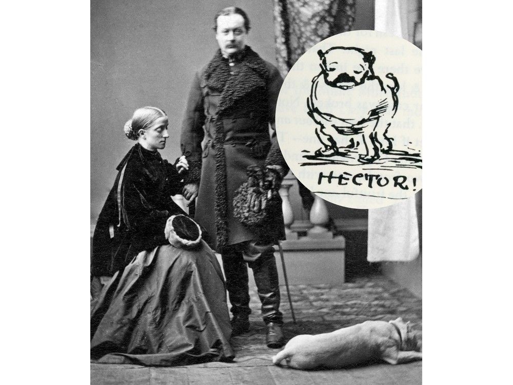 Hector the mischievous bulldog | Telegraph-Journal