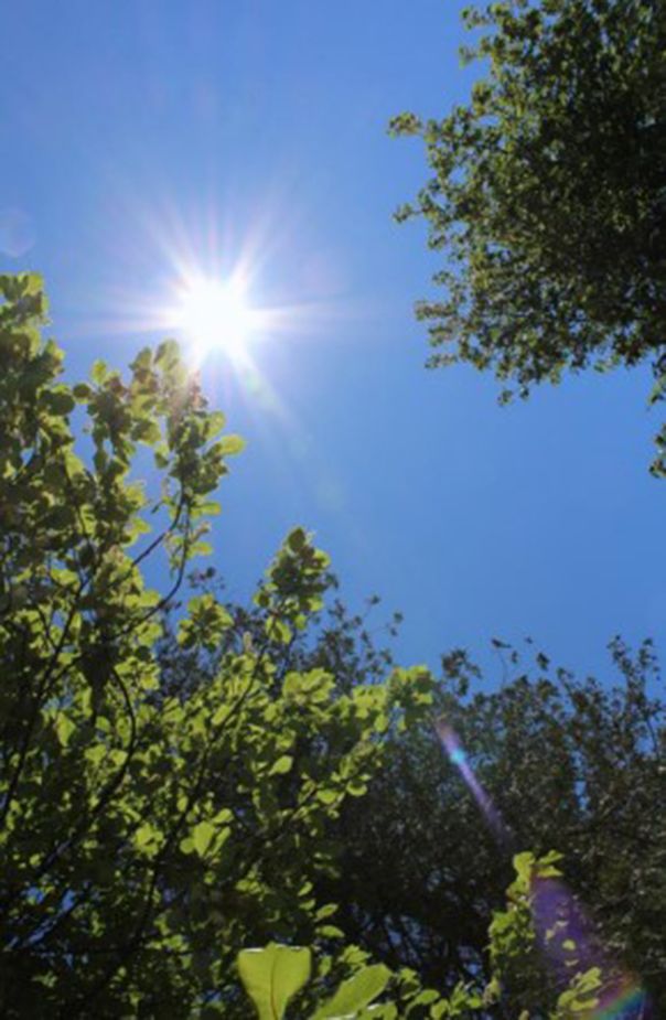 Urban Tree Canopy Plan shows Town's environmental stewardship | The ...