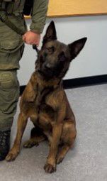 Grey Bruce OPP welcomes K9 handler and his dog, Siebe, | The Shoreline ...