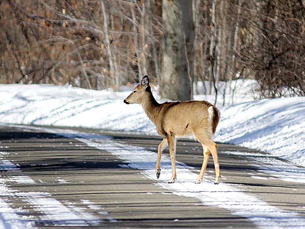 Deer herd reduction closing Rondeau Provincial Park for weekend ...