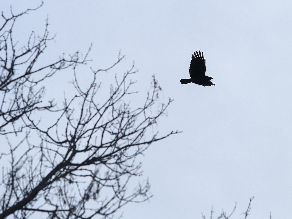 How thousands of crows continue to capture interest in Kingston | The ...