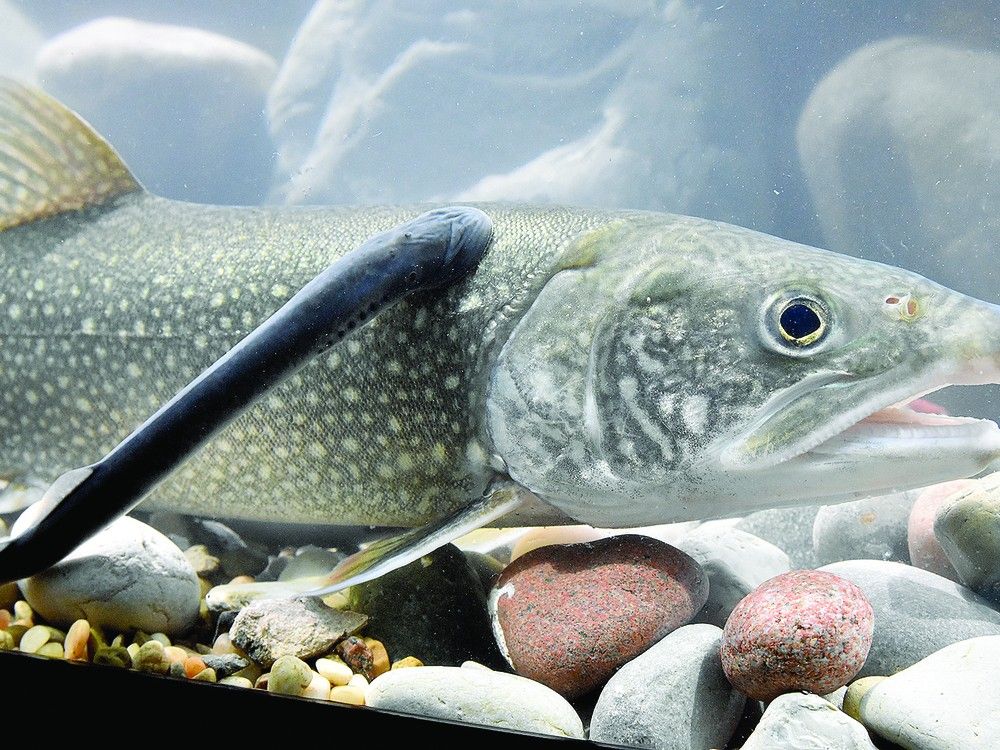Sea lamprey populations surge across Great Lakes | Sault This Week