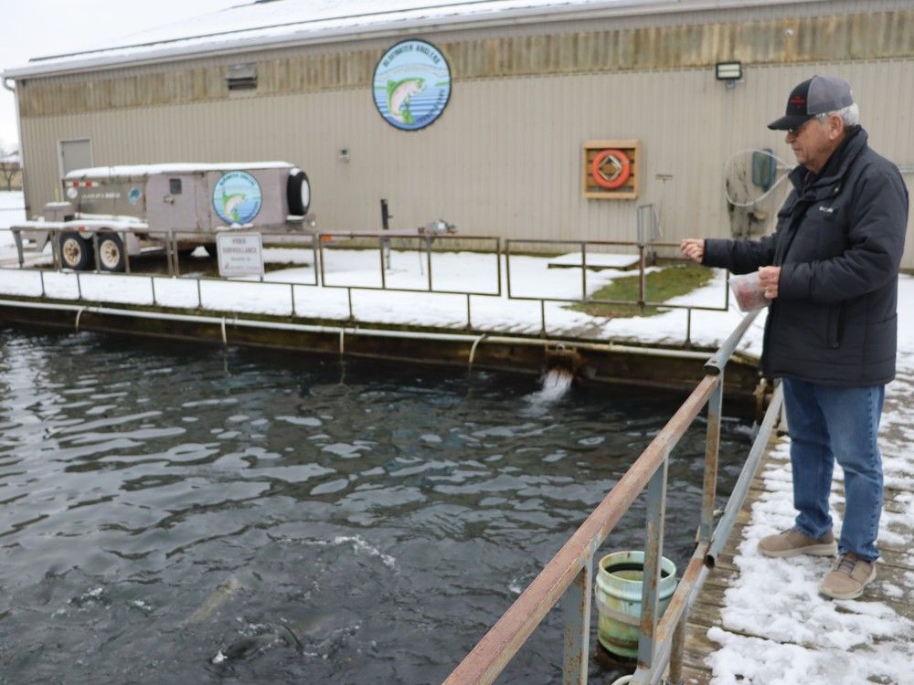 Christmas is just another day at the fish hatchery in Point Edward ...