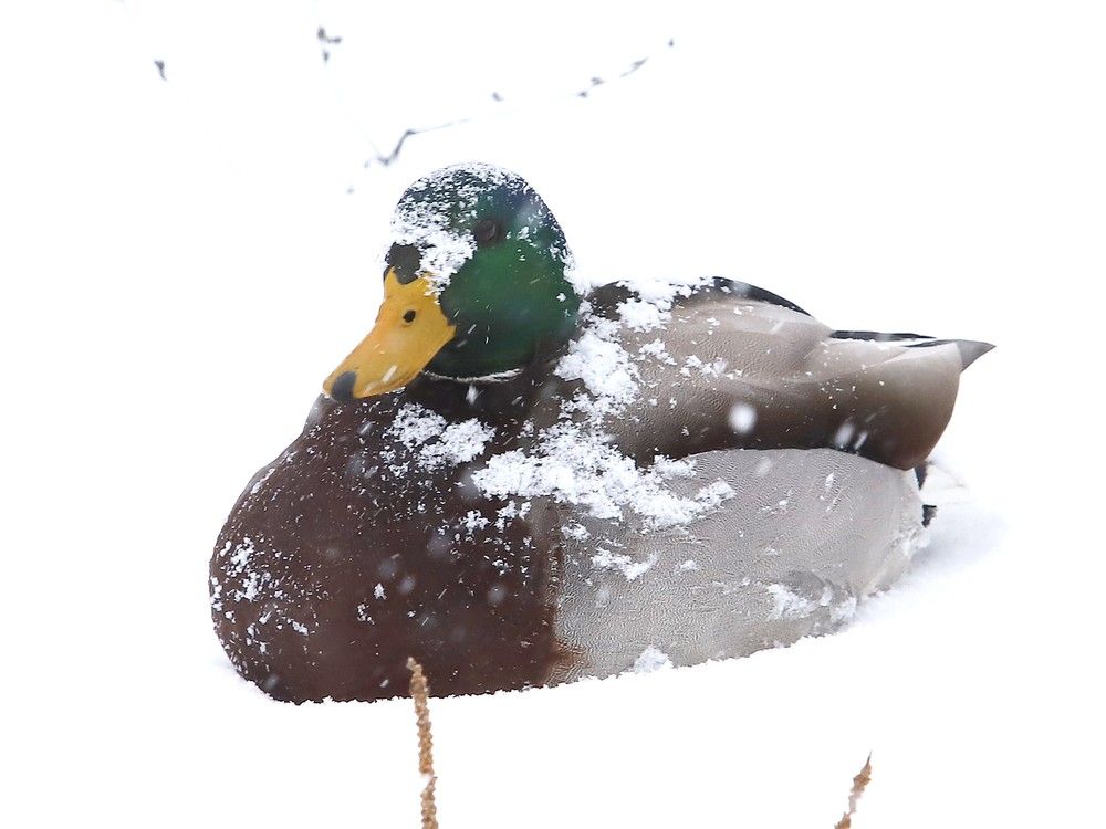 Sudbury weather update: Freezing drizzle advisory issued | Sudbury Star