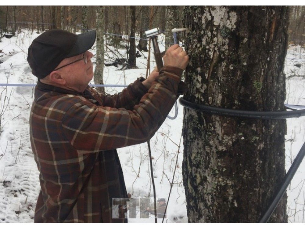Maple sugar camp marks 125 years of production | Telegraph-Journal