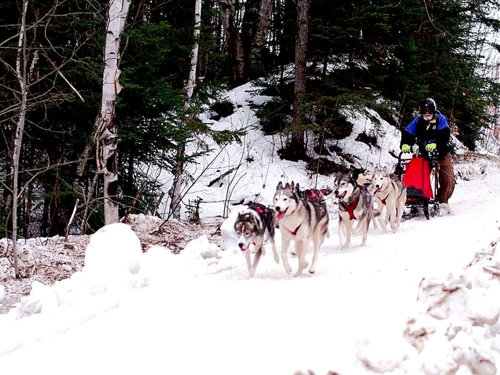 Teams hit trails for 31st running of Kearney Dog Sled Races | North Bay ...