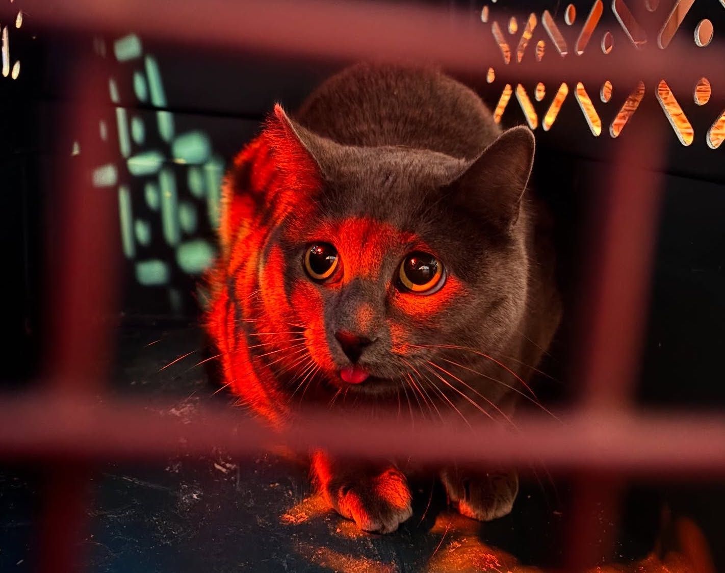 ‘Scary’ cats get chance to shine as mousers on Sudbury farm | Sudbury Star