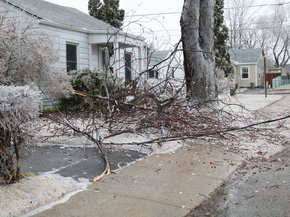 Day two of ice storm brings hydro outages and more fallen tree debris ...