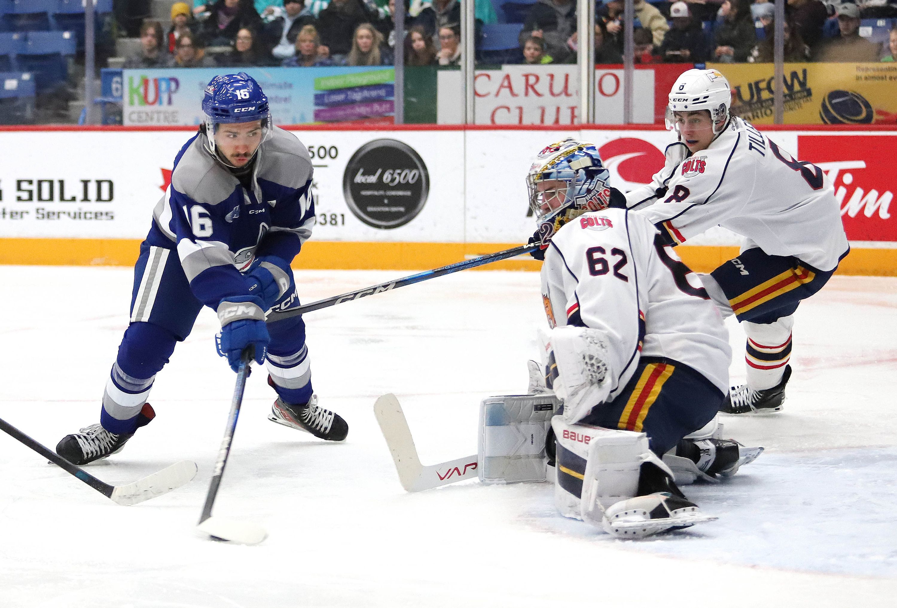 Sudbury Wolves Weekend Wrap-up: suddenly streaking Pack thumps Barrie ...