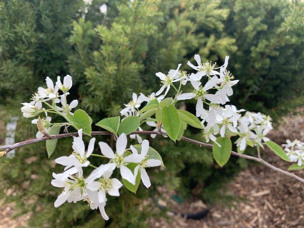 GARDEN CLIPPINGS: Juneberry a go-to tree to attract birds | The Sarnia Observer