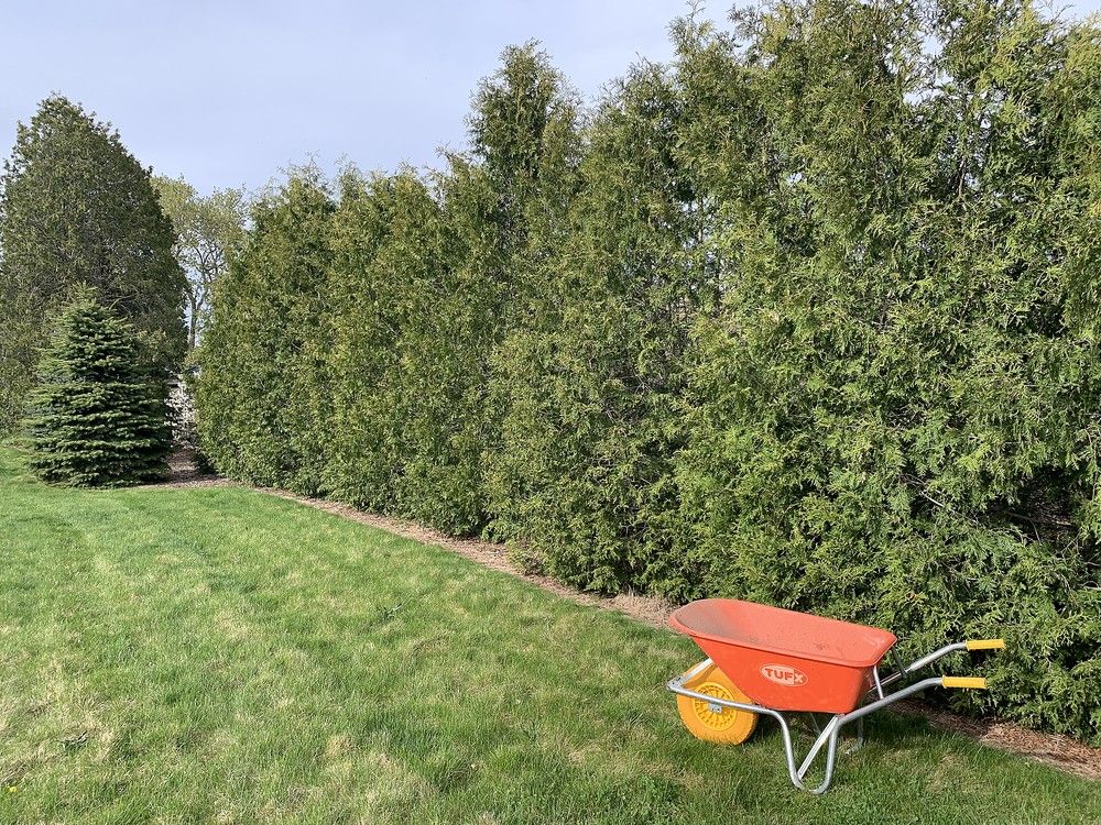 GARDEN CLIPPINGS: Cedars offer backyard privacy, bird landing spots ...