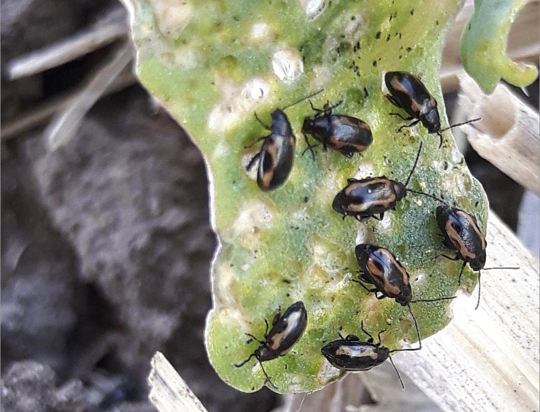 How to use foliar sprays effectively against flea beetles | The Graphic ...