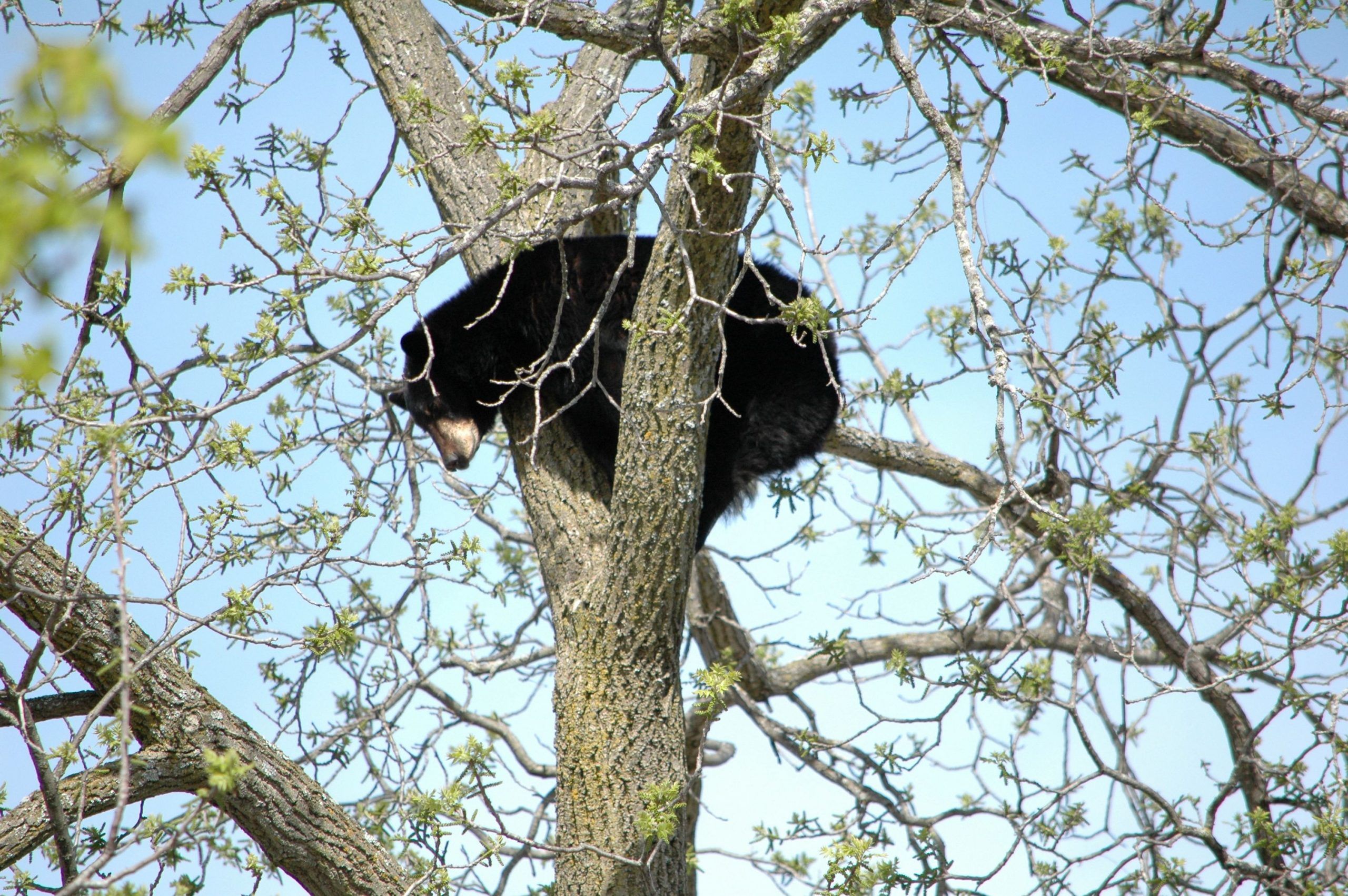 MNRF update says it tranquilized bear for safety of public and bear ...